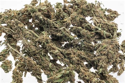 Premium Photo Close Up Of Tree Against White Background