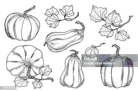 단풍세트가 있는 벡터 호박을 윤곽선으로 간략하게 설명합니다 흰색 배경에 고립 된 손으로 그린 검은 윤곽 박 카드 색칠 공부 장식 빈티지 가을 야채 컬렉션 10월에 대한 스톡