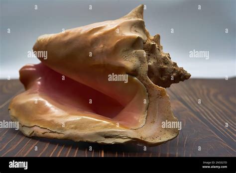 Tropical Sea Shell Conch Snail Bright Pink Interior On Wood Floor Detailed Shell Caribbean Stock