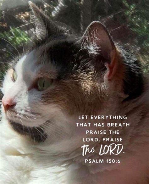 Praise The Lord Cat With Bible Verse