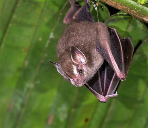 Mindanao Pygmy Fruit Bat