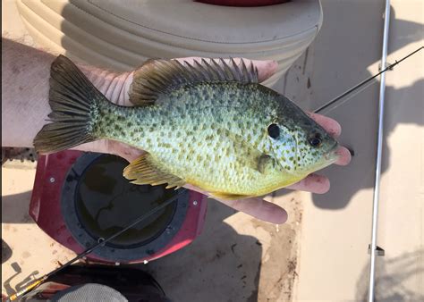 Shellcracker Sunfish 5 Tips For Successful Redear Sunfish Fishing