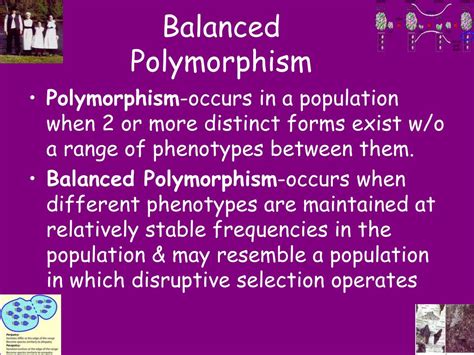 Ppt Chapter 5 Evolution And Gene Frequencies Powerpoint Presentation Id6581909