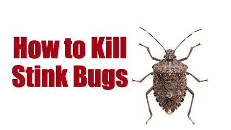 Killing Stink Bugs Secretly Calling For Backup Find Out Now
