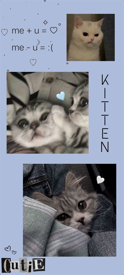 Kitten Милые котики Обои Котята