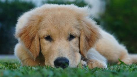 46 Golden Retriever Puppies Wallpapers And Backgrounds For Free
