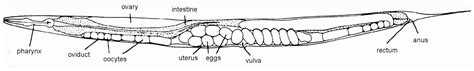 C Elegans Careers Biotech