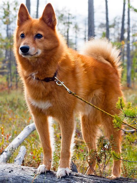Finnischer Spitz In Tierwelthaustierehundehunderassenf
