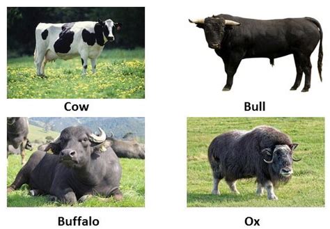 Difference Between Ox And Cow All About Cow Photos