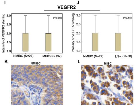 Expression Of Vegf And Its Receptors Vegfr1 And Vegfr2 In The Nmibc Download Scientific