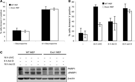 Exo1 Is Dispensable For Other Forms Of Apoptosis A Wild Type And