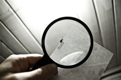 Bug Under Magnifying Glass Stock Image Image Of Diptera 3539781