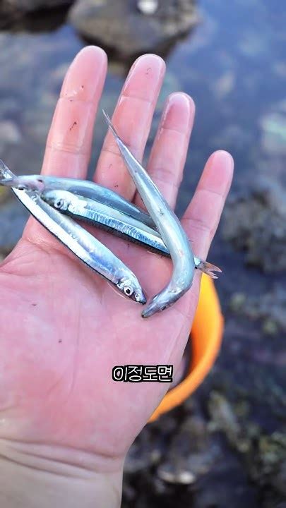 제주에서 공짜로 먹을 수 있는 최고의 반찬 Youtube