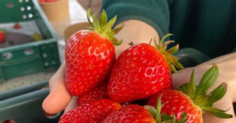 딸기 따러 고창 오세요 상하농원 겨울 딸기 체험