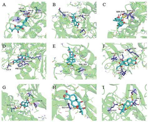 Molecular Models Of Triptolide Binding To Its Predicted Protein Download Scientific Diagram