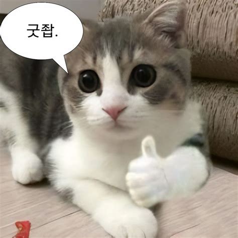 귀여운 고양이 짤 Gatos Gatitos Divertidos Memes