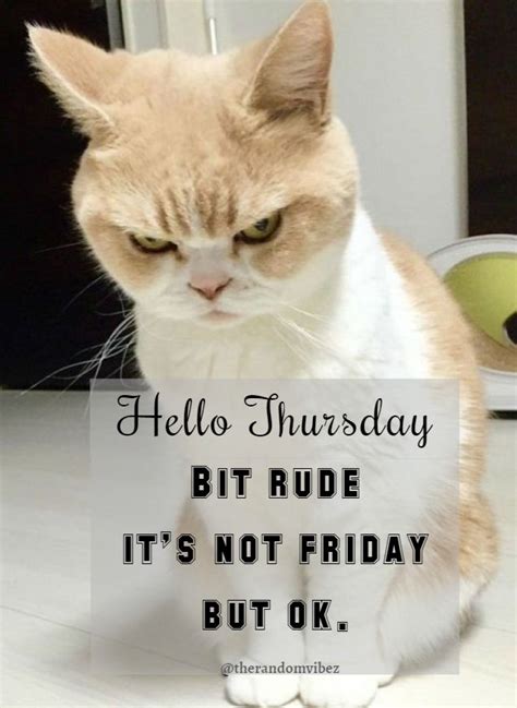 Funny Cat Memes For Thursday Funny Area Memes