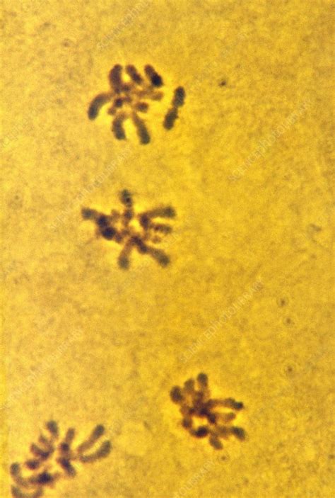 Meiosis Light Micrograph Stock Image C0163955 Science Photo Library