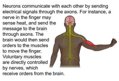 Multiple Sclerosis