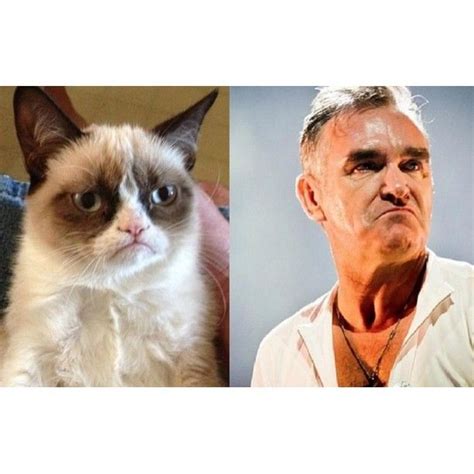 Lol Grumpycat Morrissey Funny Grumpy Cat Memes Grumpy Cat Humor Grumpy Cat