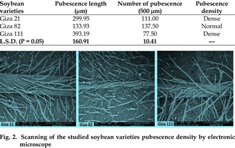 Mean Of Pubescence Length Number Of Pubescence Per 500 µm And