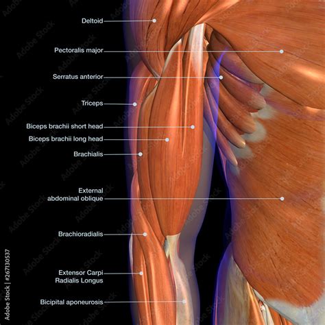 Male Biceps Muscle Chart Labeled On Black Background Stock Illustration