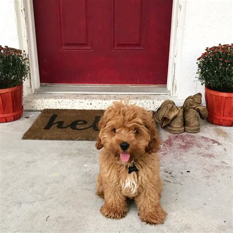 Cockapoo Dog Sitting In Front Of A Red Door