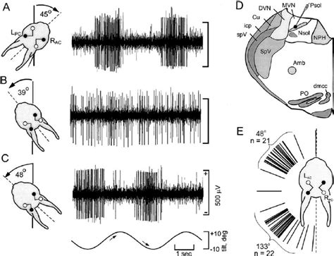 Activity Of A Psol Neuron Evoked By Sinusoidal Roll Vestibular
