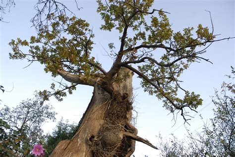 Protect A Local Tree Or Trees FAQs The Tree Council