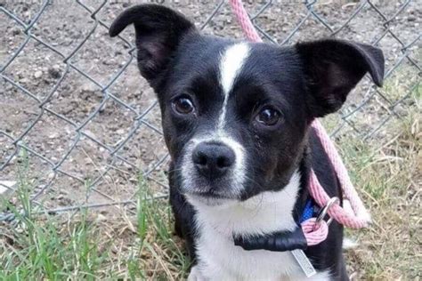 Do Teacup Boston Terriers Exist 4 Teacup Boston Mixes