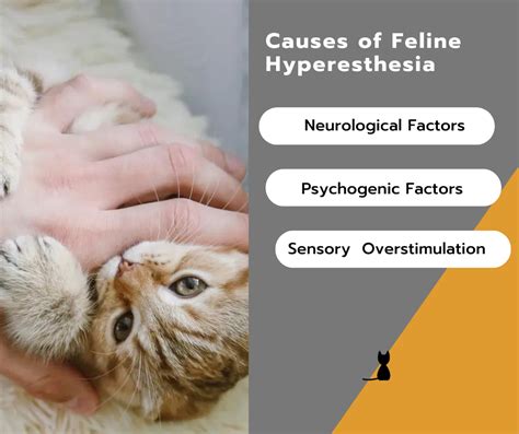 Understanding Feline Hyperesthesia The Twitchy Cat Syndrome Kittyspout