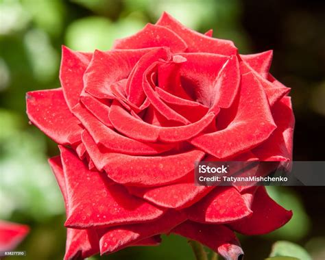 장미 꽃입니다 가시가 많은 부시 또는 나무 일반적으로 빨간색 분홍색 노란색 또는 흰색 향기로운 꽃 북쪽 온화한 지구에 출생지 곰 0명에 대한 스톡 사진 및 기타 이미지