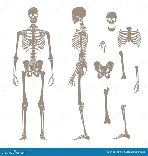 Tibia Silhouette Vector Illustration An Integral Part Of The Skeleton Isolated White