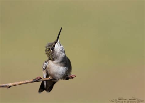 Young Male Ruby Throated Hummingbird Photos Mia Mcphersons On The