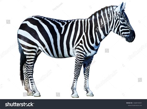 Zebra Standing Side View Isolated On ภาพสต็อก 1260918451 Shutterstock