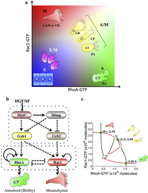 Plasticity Of Cell Migration Phenotypes And The Core Regulatory
