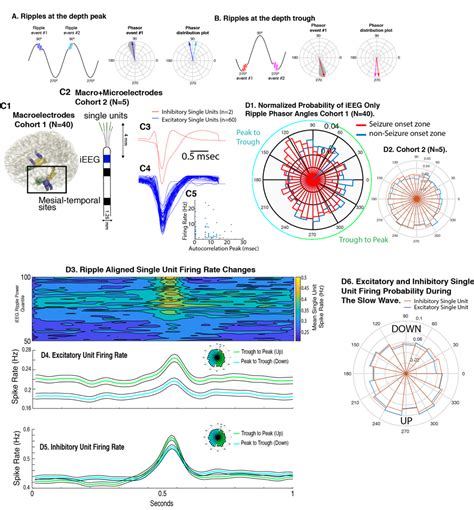 Ripples 80 200 Hz In The Human Mesial Temporal Lobe Exhibit Different