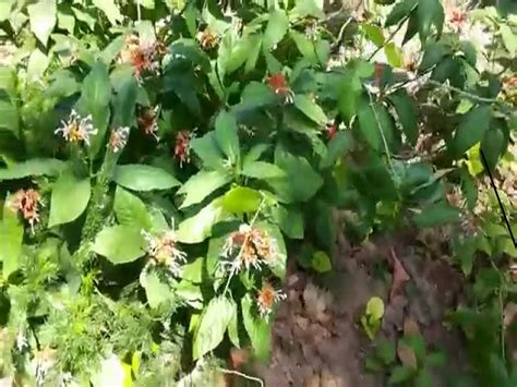 Benefits Of Serpentina Plant জেনে নিন সর্পগন্ধা গাছের বিশেষ ঔষধি গুণাবলী