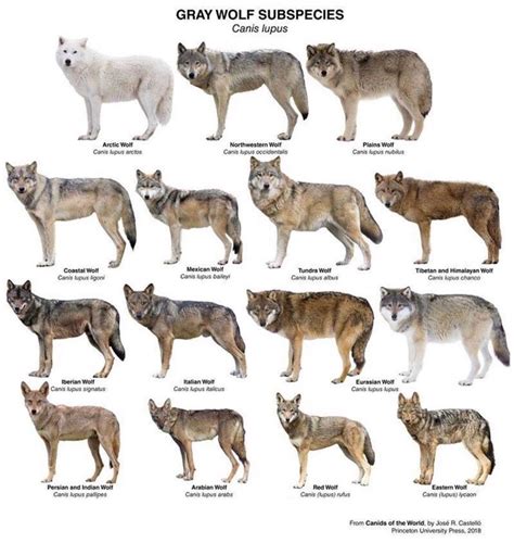All Grey Wolves Sub Species Til Theres More Than 3 Types R