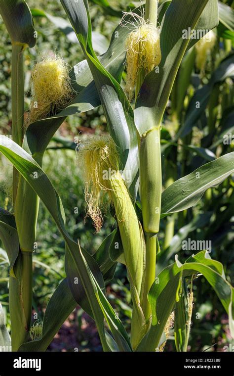 Maize Plant Flower