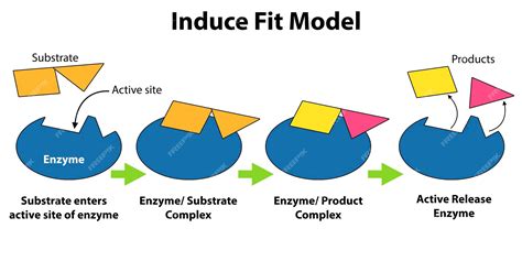 Premium Photo Catalysts And Enzymes Induced Fit Model