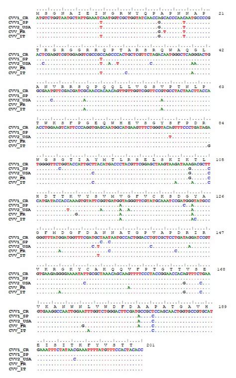 Alignment Of Partial Sequence 605bp Of The Coat Protein Gene Rna 3 Download Scientific
