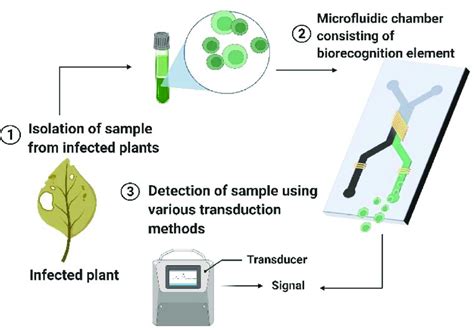 Diagram Of A Microfluidic Device For Identifying Plant Diseases