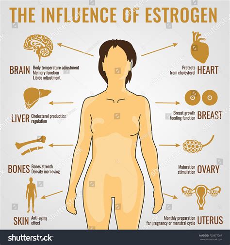 Effects Of Oestrogen Images Stock Photos Vectors Shutterstock