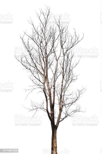 흰색 배경에 고립 된 나무 건축 디자인에 사용 하기에 적합 한 아름 다운 식물 0명에 대한 스톡 사진 및 기타 이미지 0명 가뭄 가을 Istock