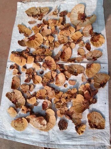 Ganoderma Lucidum Extract Powder At Rs 3000kg In Bahadurgarh Id