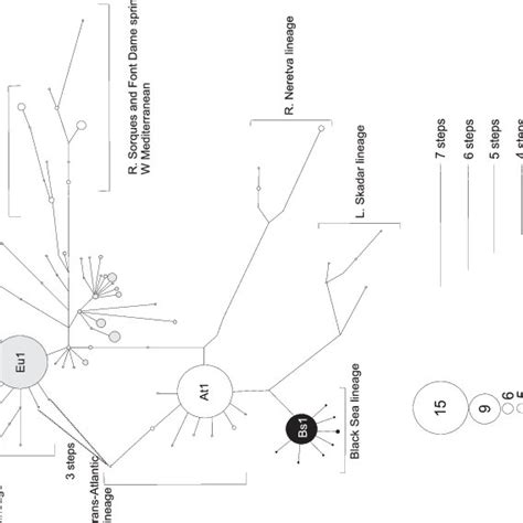 A A Bayesian Phylogenetic Tree Based On The Nucleotide Variation At