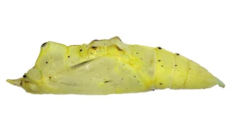 4 000 Rapae Pictures