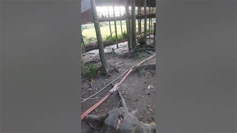 গ্রামে পল্টি মুরগি পালন পদ্ধতি।। Youtube