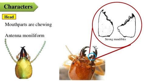 Isoptera